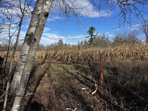 Best Forest Trails in Rochert | AllTrails