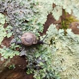 Ouachita National Recreation Trail, Oklahoma - 76 Reviews, Map | AllTrails