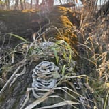 Rum River Central, Minnesota - 349 Reviews, Map | AllTrails