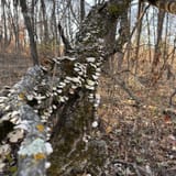 Rum River Central, Minnesota - 349 Reviews, Map | AllTrails