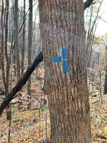 Best Hikes and Trails in Rapidan Wildlife Management Area | AllTrails