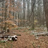 Mount Toby Trail, Massachusetts - 1,021 Reviews, Map | AllTrails