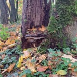 Cooks Butte Loop, Oregon - 399 Reviews, Map | AllTrails