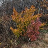 Spruce Hill via Hoosac Range Trail, Massachusetts - 540 Reviews, Map ...