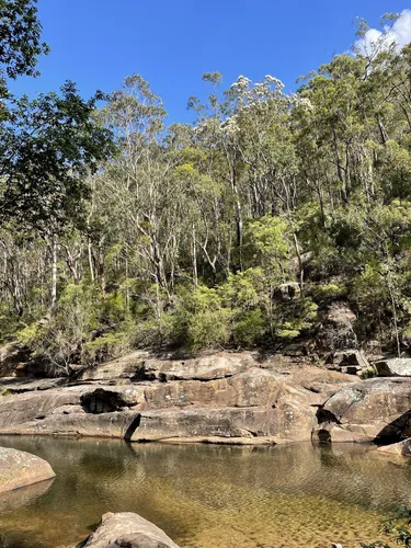 Best Forest Trails in Sassafras Gully Reserve | AllTrails