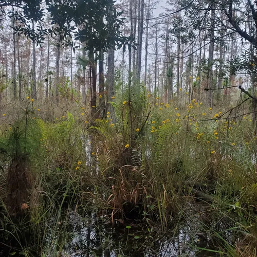 Best Hikes and Trails in Hilochee Wildlife Management Area | AllTrails