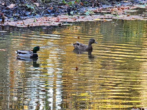 Best Hikes and Trails in Joseph Bryan Park | AllTrails