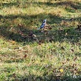 Hisle Park Trail, Kentucky - 296 Reviews, Map | AllTrails