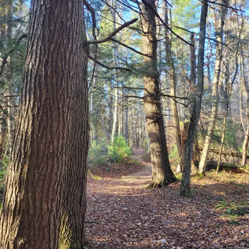 Best Hikes and Trails in Steepletop Reserve | AllTrails