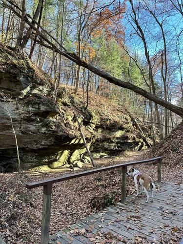 Best Hikes and Trails in Wildcat Den State Park | AllTrails