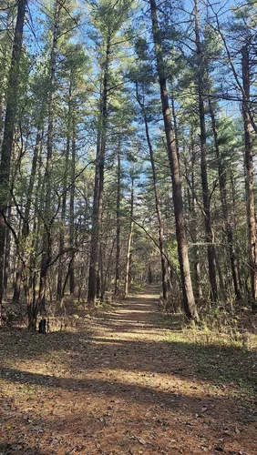 Best Hikes and Trails in Lowden-Miller State Forest | AllTrails