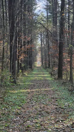 Best Hikes and Trails in Lowden-Miller State Forest | AllTrails