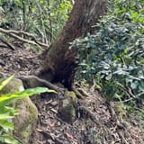 Wodi Wodi Track, New South Wales, Australia - 226 Reviews, Map | AllTrails