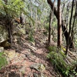 Wodi Wodi Track, New South Wales, Australia - 226 Reviews, Map | AllTrails