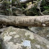 Wodi Wodi Track, New South Wales, Australia - 226 Reviews, Map | AllTrails