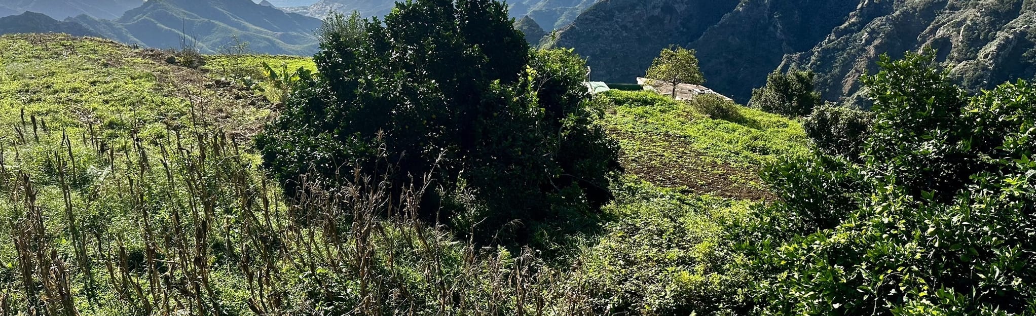 Payba - Valle Brosque - María Jiménez, Tenerife, Spain - 10 Reviews ...