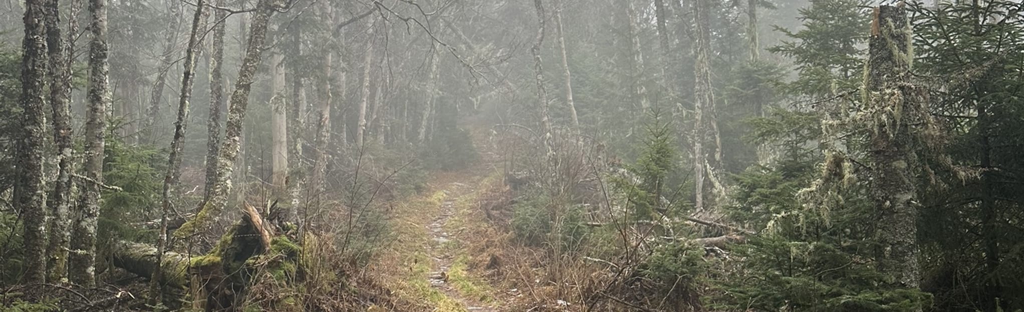 Cherry Mountain Trail, New Hampshire - 320 Reviews, Map | AllTrails