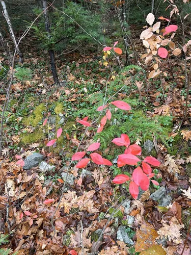 Best Hikes and Trails in Laconia | AllTrails