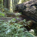 Founders Grove Nature Trail, California - 1,024 Reviews, Map | AllTrails