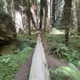 Founders Grove Nature Trail, California - 1,024 Reviews, Map | AllTrails
