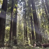 Founders Grove Nature Trail, California - 1,024 Reviews, Map | AllTrails