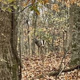 Lost Spring Trail, Tennessee - 80 Reviews, Map | AllTrails