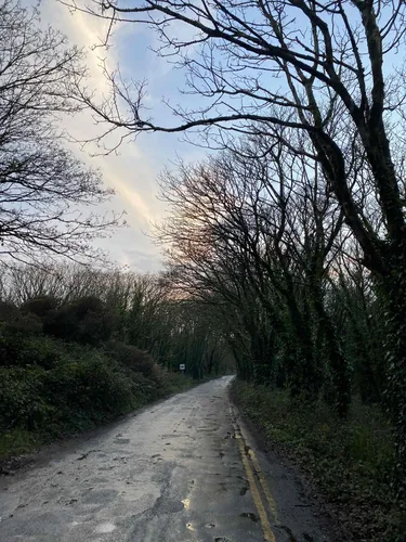 Courtown Woods: de beste routes om te wandelen | AllTrails