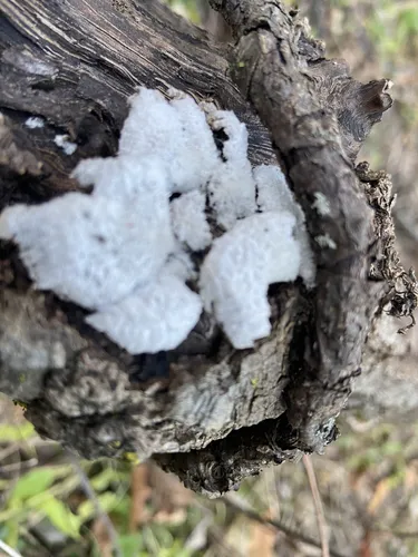 Best Hikes and Trails in Deep River County Park | AllTrails