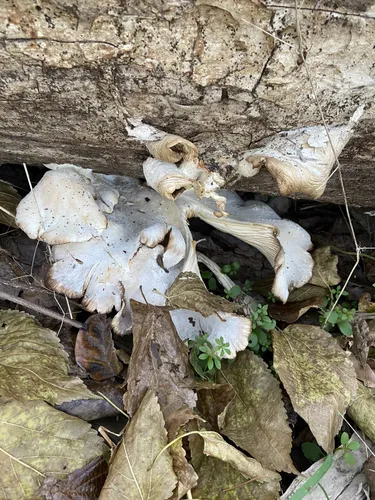 Best Hikes and Trails in Deep River County Park | AllTrails