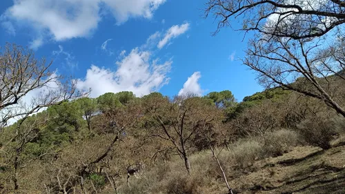 Best Wild Flowers Trails in Bosco della Ficuzza | AllTrails