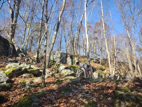 Best Hikes and Trails in The Rock Lot / Scott Preserve | AllTrails