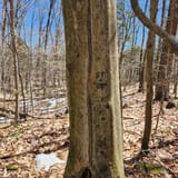 Inman Pond Trail, New York - 310 Reviews, Map | AllTrails