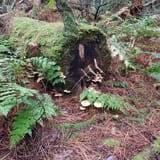 Cook Trail, Pennsylvania - 162 Reviews, Map | AllTrails