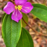 Lake Weyba Forest Loop, Queensland, Australia - 38 Reviews, Map | AllTrails