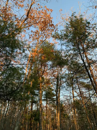 Best Hikes and Trails in Sutton State Forest | AllTrails