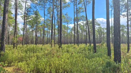 Best Hikes and Trails in De Soto National Forest | AllTrails