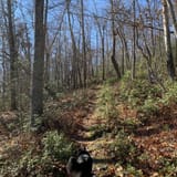 Redman Run Trail, West Virginia - 130 Reviews, Map | AllTrails
