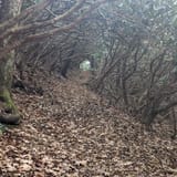 Big Frog Mountain Loop, Tennessee - 36 Reviews, Map | AllTrails