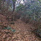 Big Frog Mountain Loop, Tennessee - 36 Reviews, Map | AllTrails