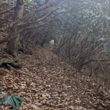 Big Frog Mountain Loop, Tennessee - 36 Reviews, Map | AllTrails