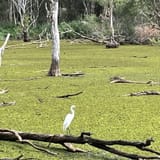 Sandy Camp Road Wetlands Loop, Queensland, Australia - 45 Reviews, Map ...