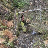 Spider Lake Trail, Washington - 240 Reviews, Map | AllTrails