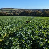 Halnaker Circular, West Sussex, England - 257 Reviews, Map | AllTrails