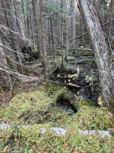 Best Hikes and Trails in Hartwick Pines State Park | AllTrails
