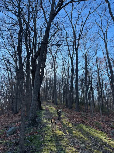 Best Hikes and Trails in Shrine Mont | AllTrails