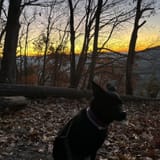 Sawtooth Ridge via Appalachian Trail, Virginia - 726 Reviews, Map ...