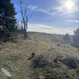 Black Ridge Trail, Virginia - 614 Reviews, Map | AllTrails