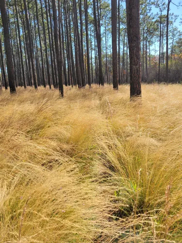 Best Hikes and Trails in Green Swamp Preserve | AllTrails