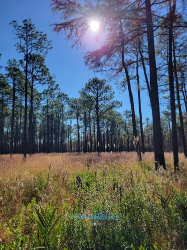 Best Hikes and Trails in Green Swamp Preserve | AllTrails