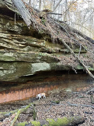 Best Hikes and Trails in Wildcat Den State Park | AllTrails